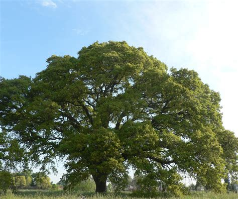 What Can Oak Be Used For? - Nothing Creative