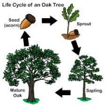 The Life Cycle of an Oak Tree - Nothing Creative